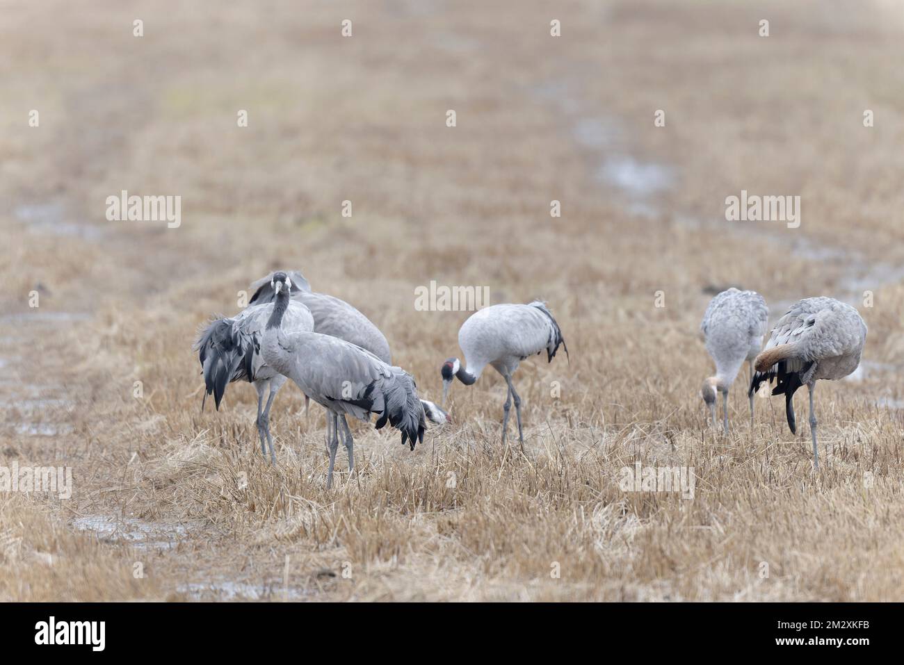 Grus grus Common european crane feeding in rice fields in Southern ...