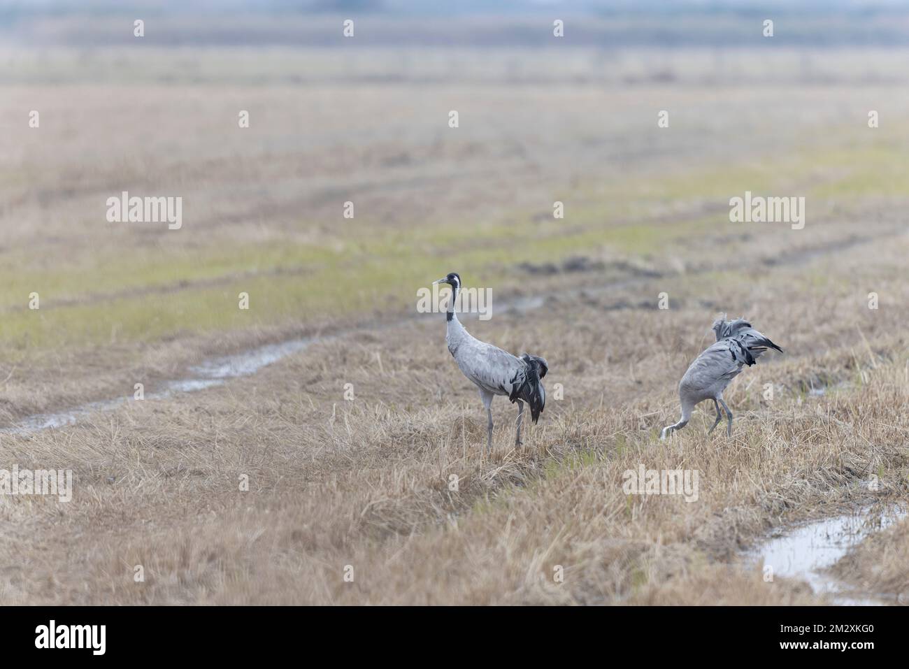 Grus grus Common european crane feeding in rice fields in Southern ...