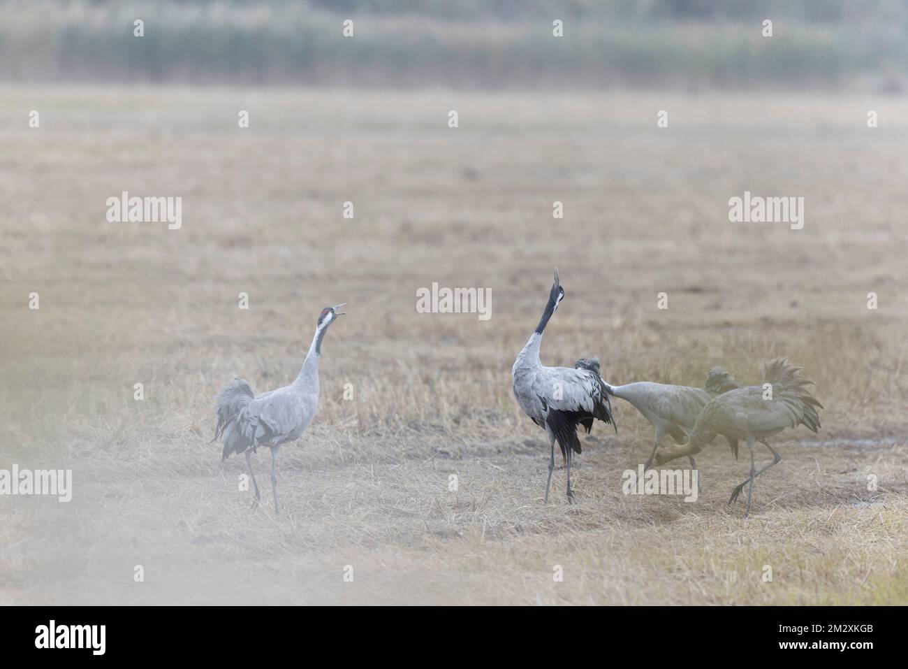 Male female common cranes hi-res stock photography and images - Alamy