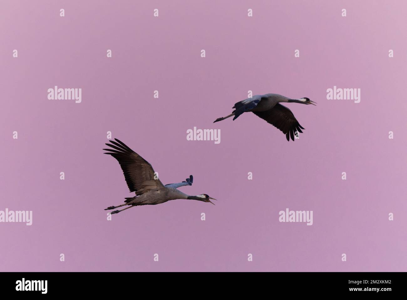 Grus grus Common european crane feeding in rice fields in Southern ...