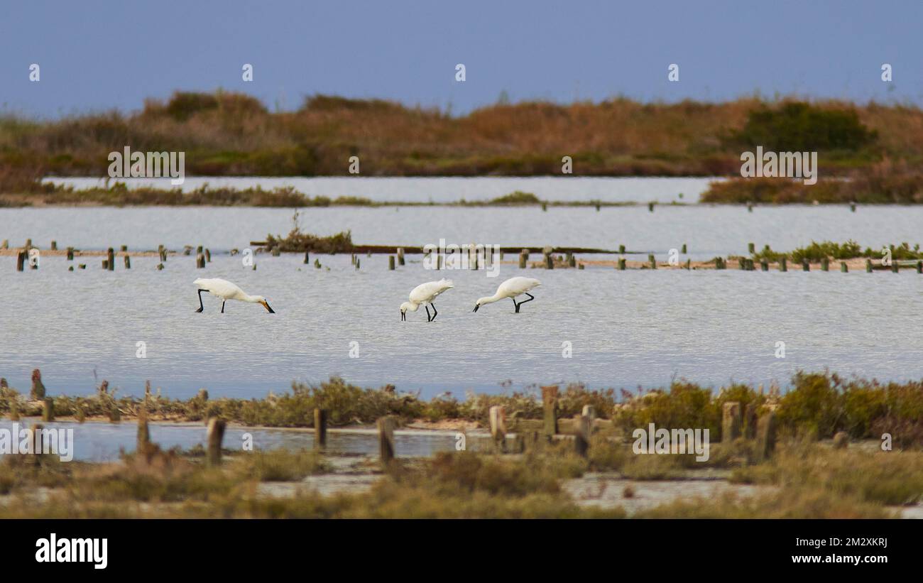 Wetland, Alikes Lefkimis, fallow lake, blue sky, several water birds in ...