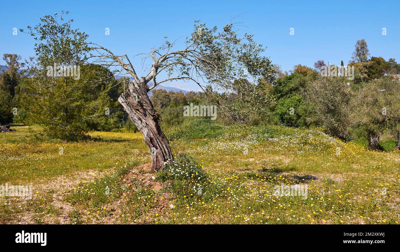Gnarled olive tree hi-res stock photography and images - Alamy