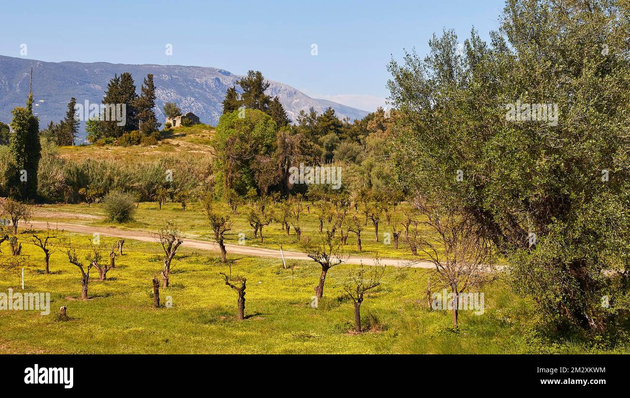 Spring meadow, yellow flowers, tree, vines, old stone house on hill ...