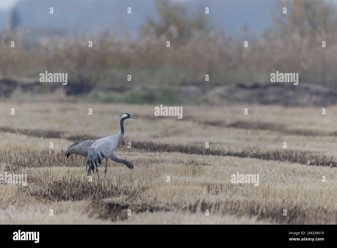 Grus grus Common european crane feeding in rice fields in Southern ...
