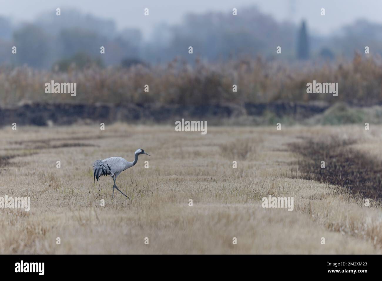Grus grus Common european crane feeding in rice fields in Southern ...