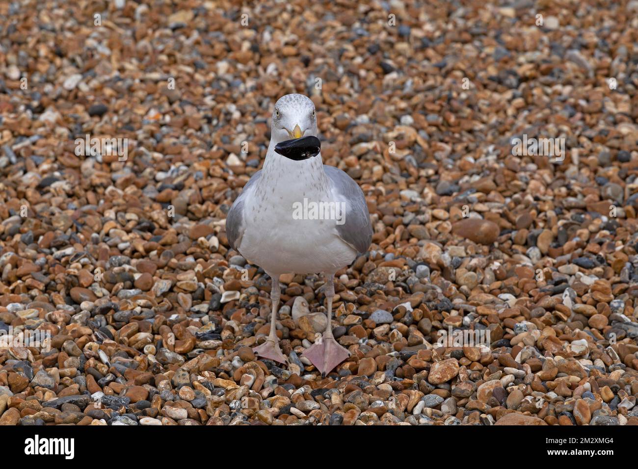 Seagull (Laridae) on shingle beach with shell in beak looking at camera, Brighton, England ...