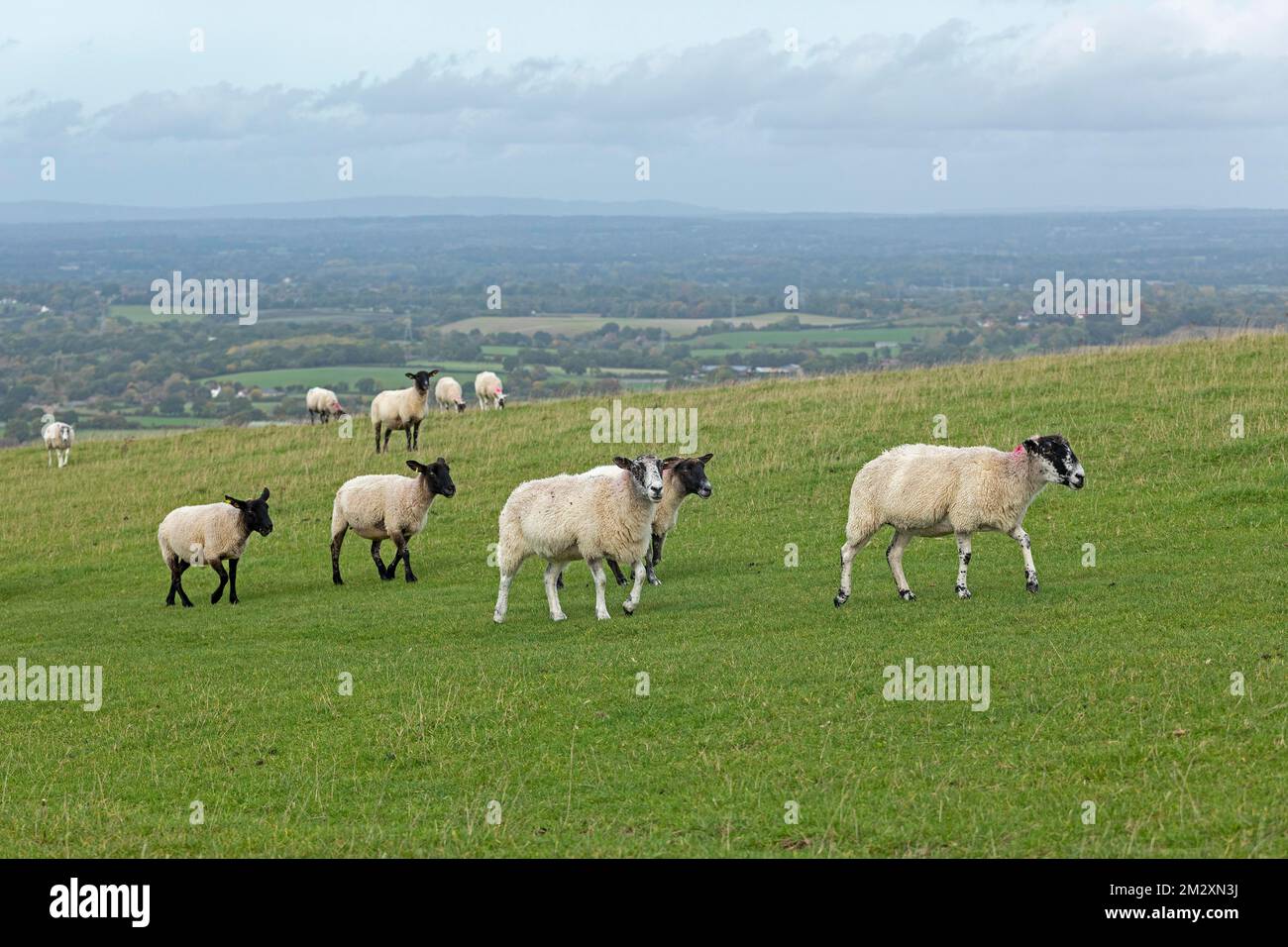 Sheep, South Downs Way at Devil's Dyke, West Sussex, England, Great ...