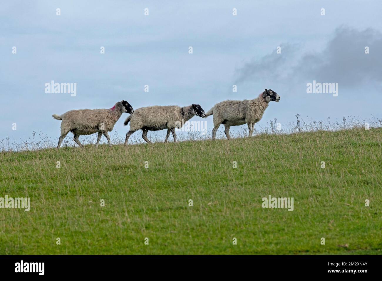 Sheep, South Downs Way at Devil's Dyke, West Sussex, England, Great ...