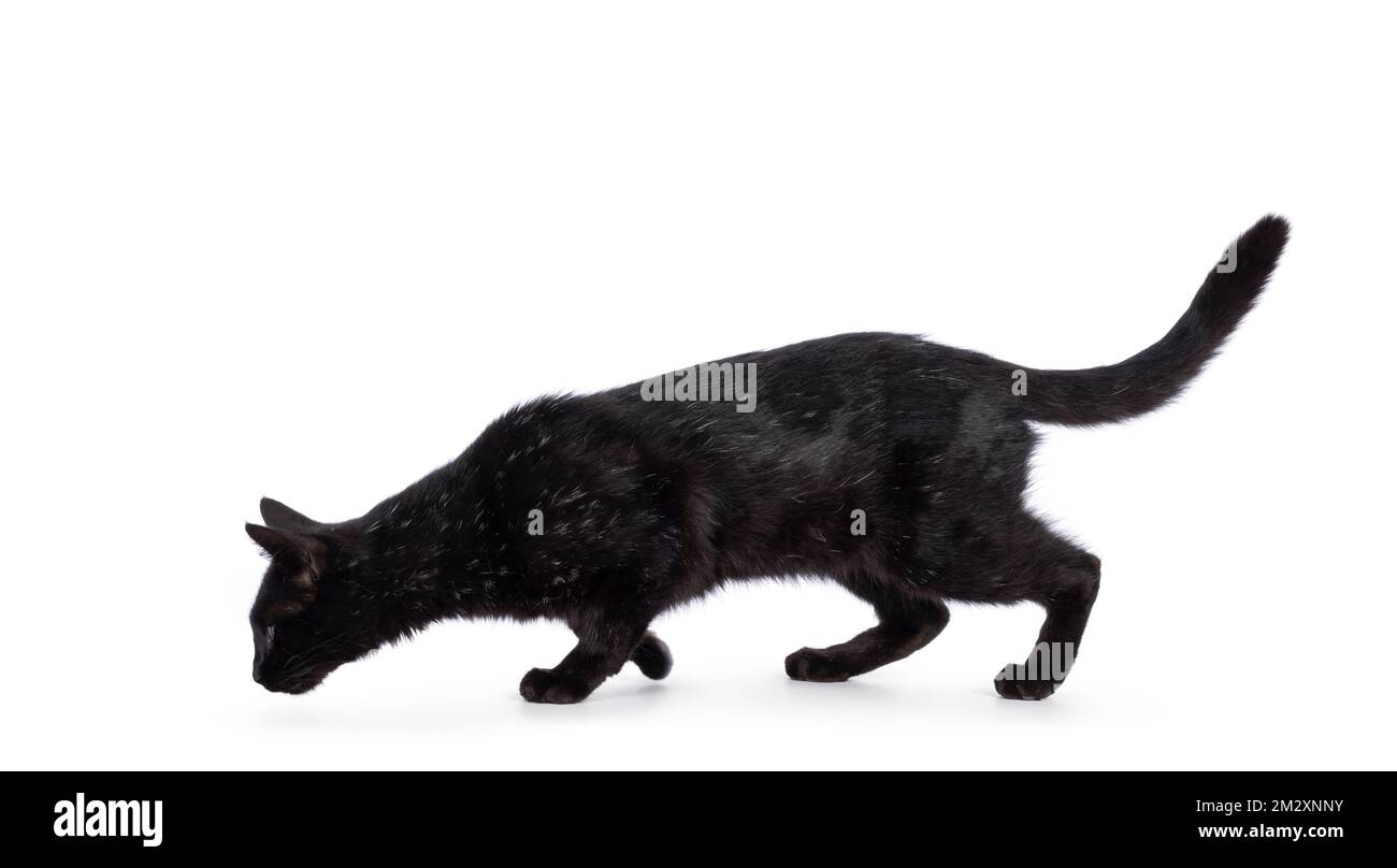 Black stray cat walking side ways. Sniffing on floor with tail up ... Black stray cat walking side ways. Sniffing on floor with tail up ...