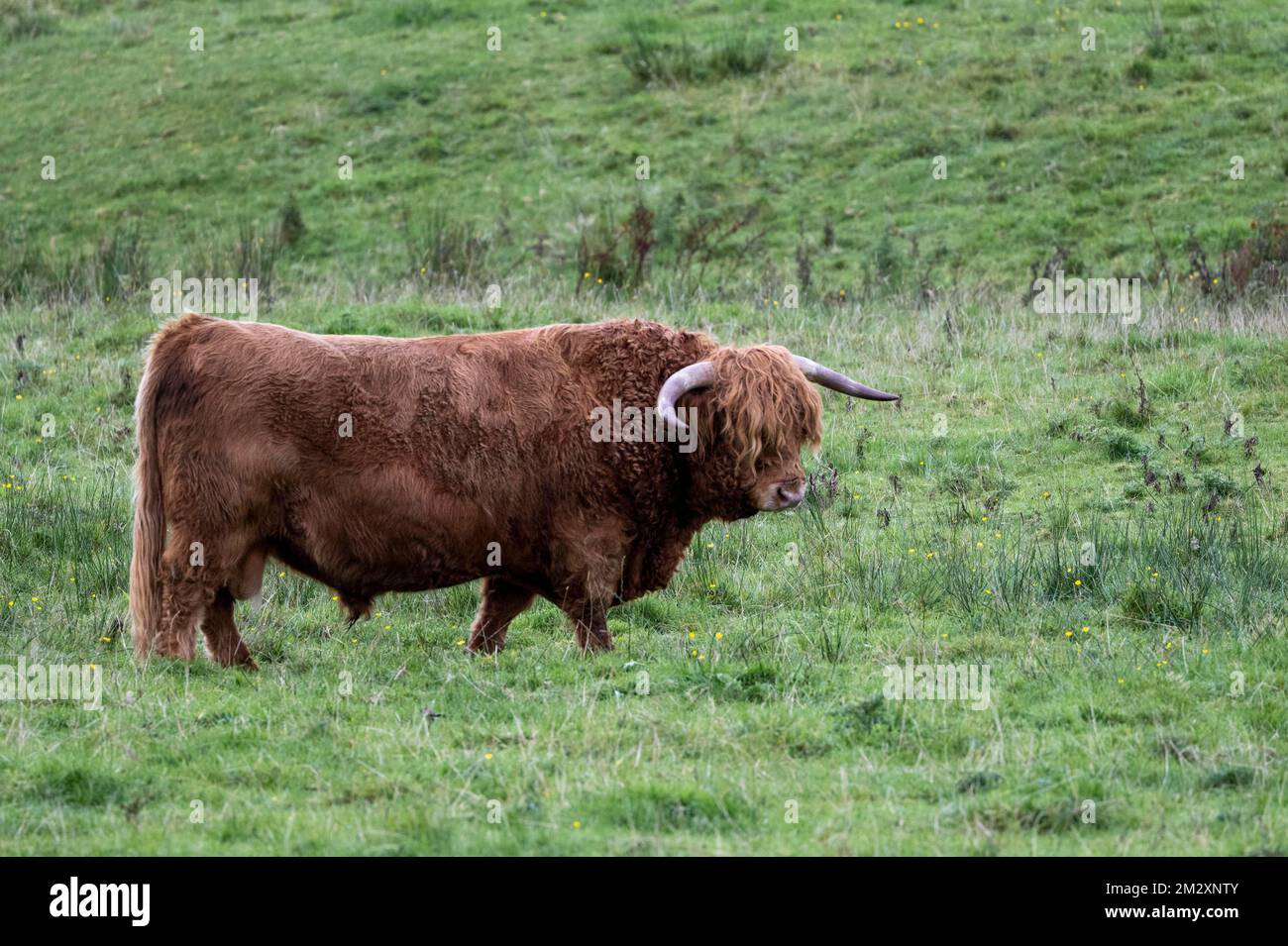 Domestic cattle (Bos taurus), bull, standing on pasture, Highlands ...