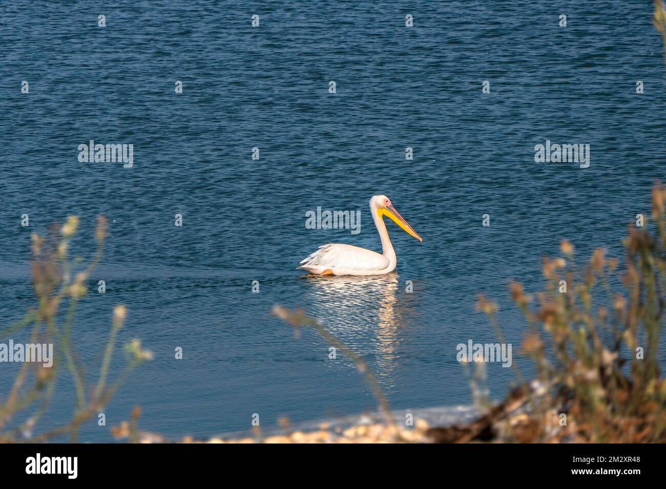 Great white African pelican swimming in an artificial pond in Israel ...
