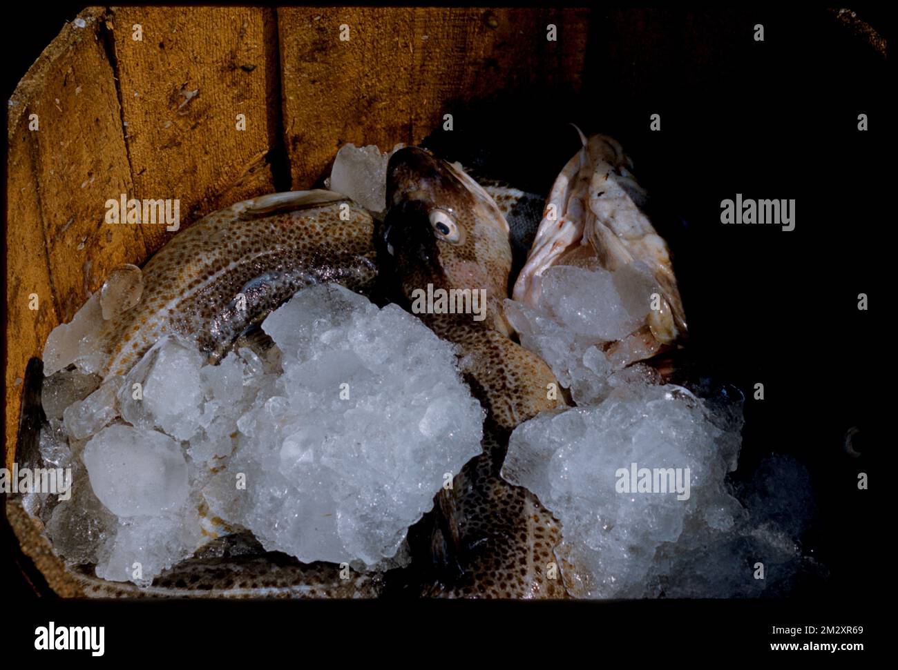 Fish on ice in a barrel , Fish. Edmund L. Mitchell Collection Stock ...