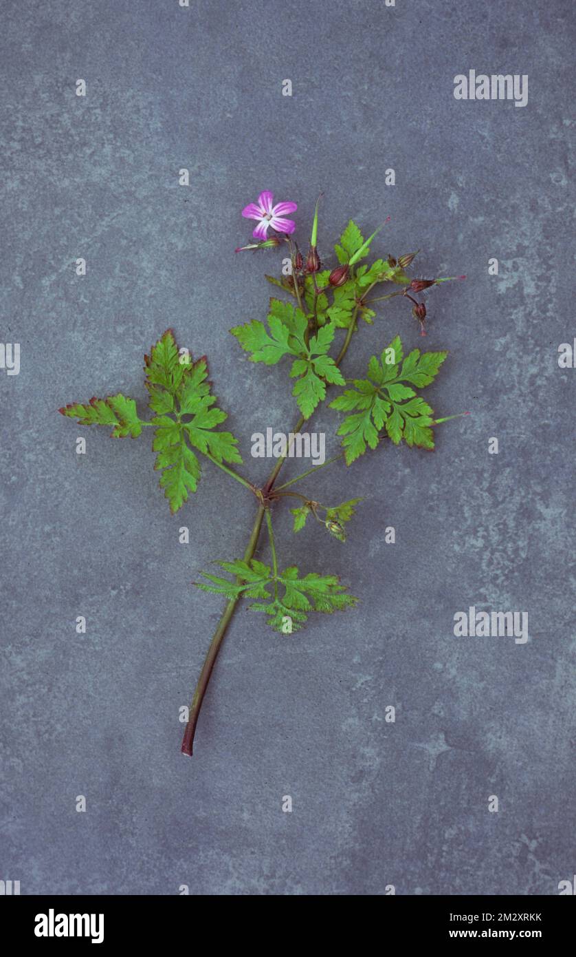 Robert weed hi-res stock photography and images - Alamy