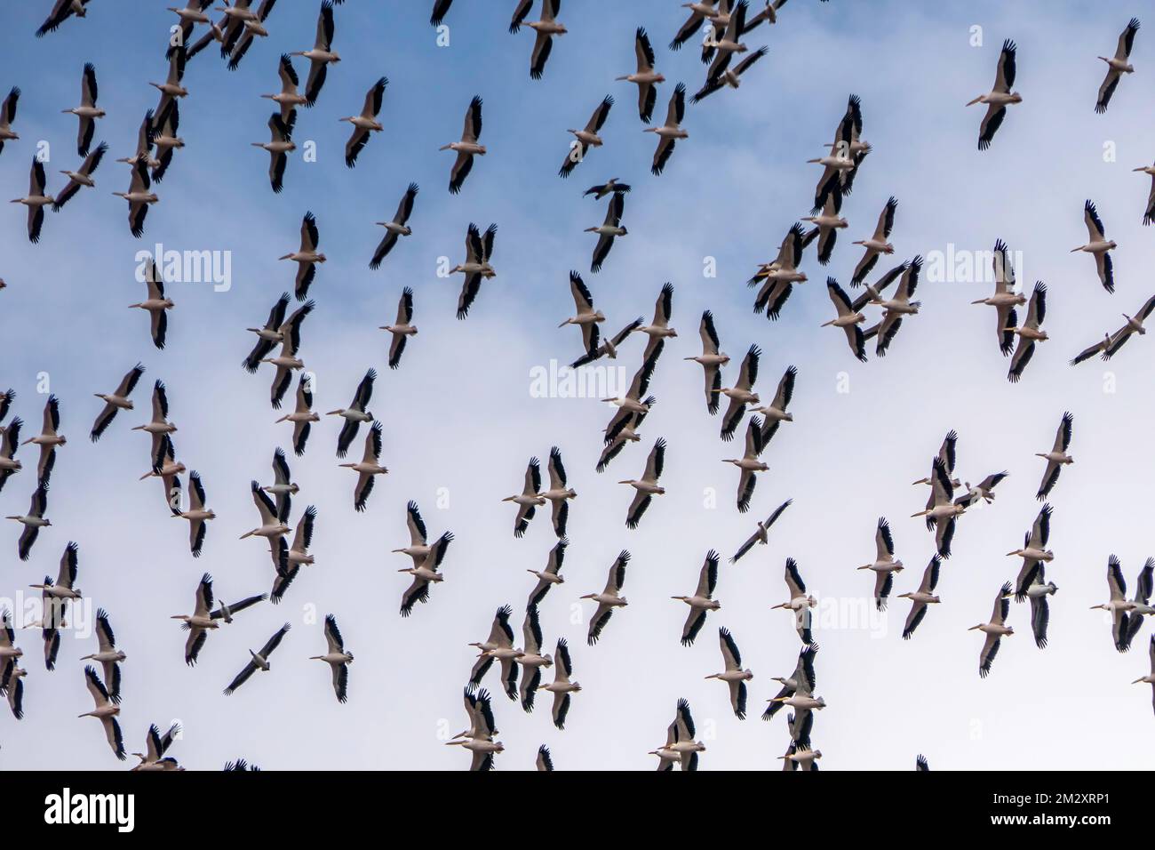 Seasonal Migration