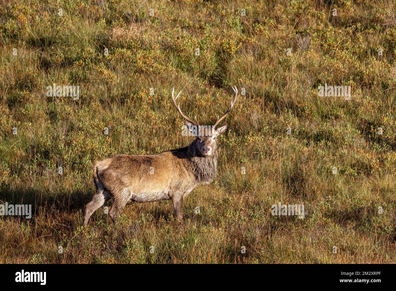 Scottish deer in landscape hi-res stock photography and images - Alamy
