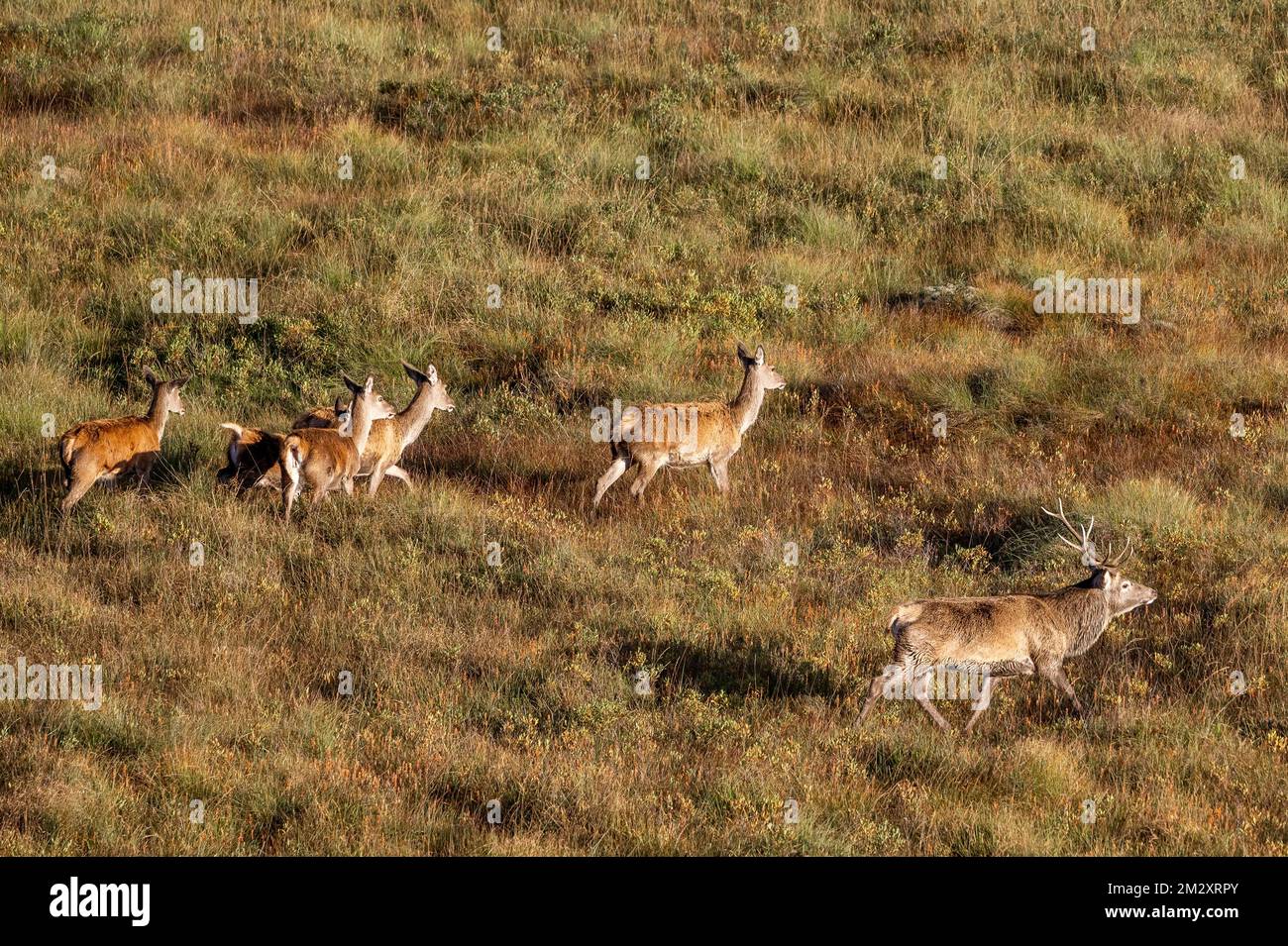 Red deer (Cervus elaphus) and cows standing in meadow, autumn landscape ...