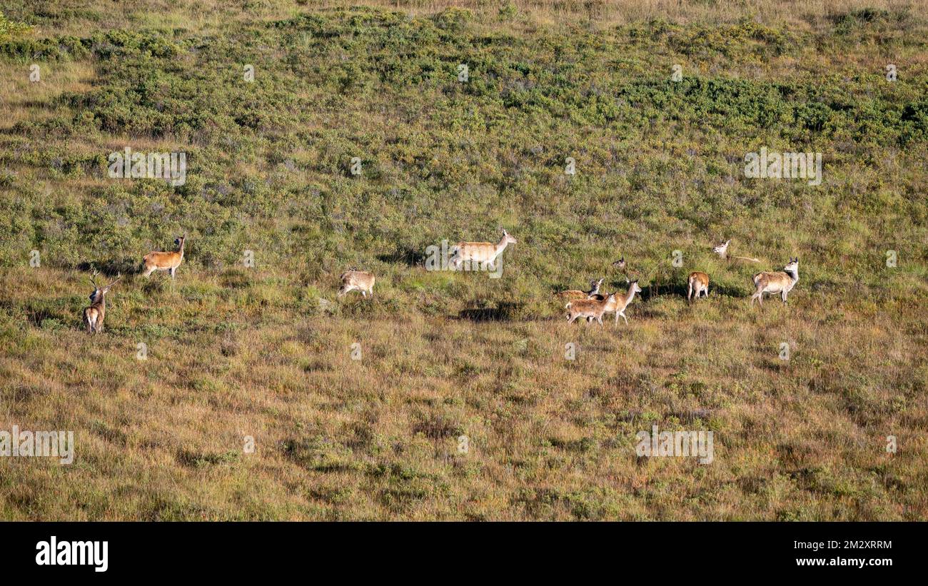 Red deer (Cervus elaphus) and cows standing in meadow, autumn landscape ...
