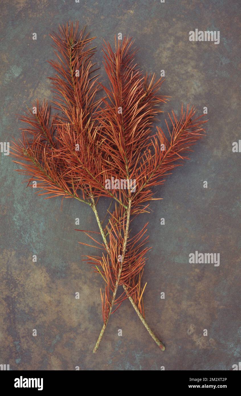 Two brown stems of Douglas fir or Oregon pine or Pseudotsuga menziesii ...