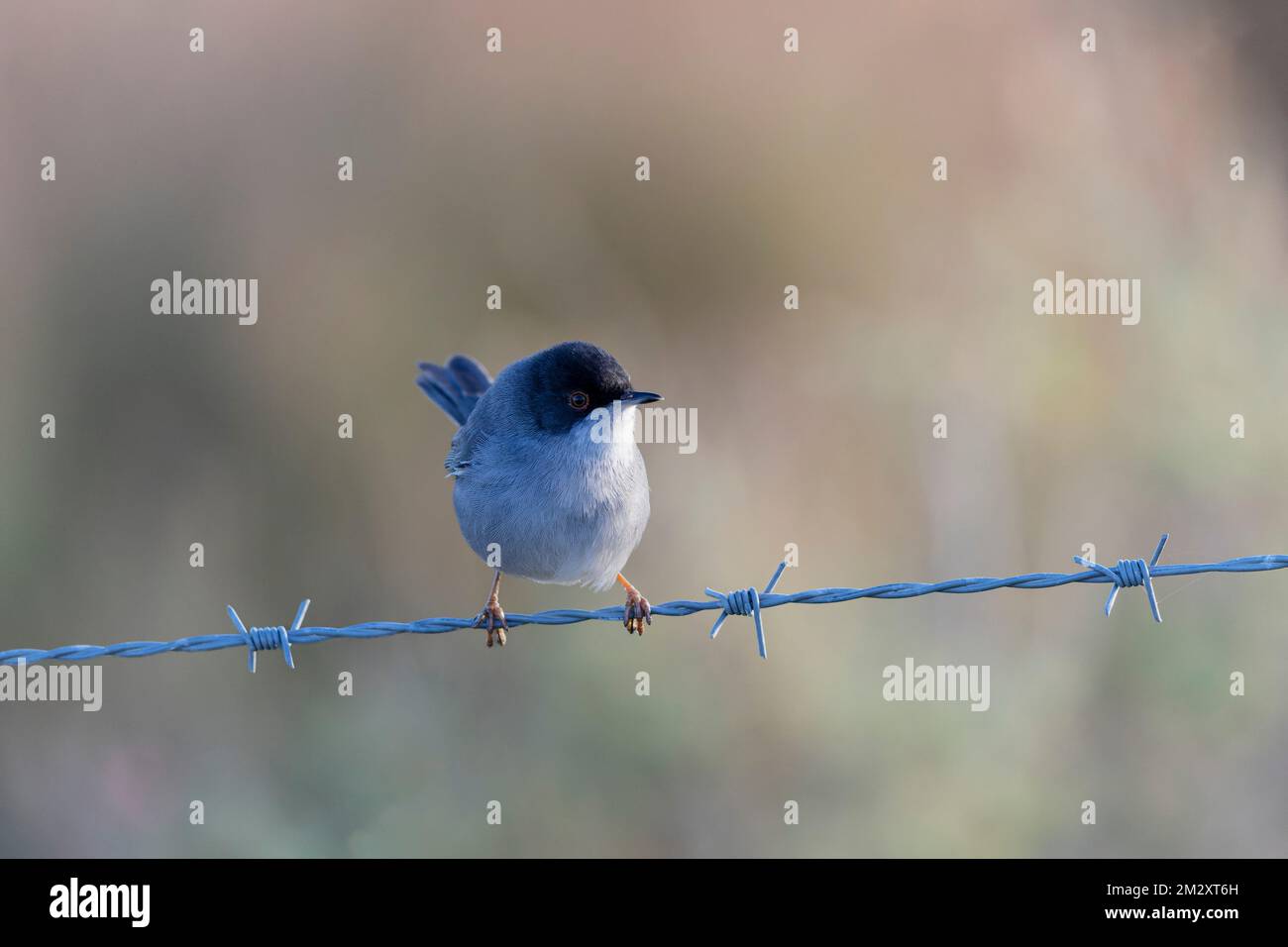 Sardinian warbler curruca melanocephala perching on fence or twig Stock ...