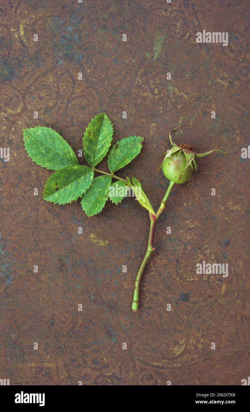 Stem leaf and green rosehip of Dog rose or Rosa canina lying on ...