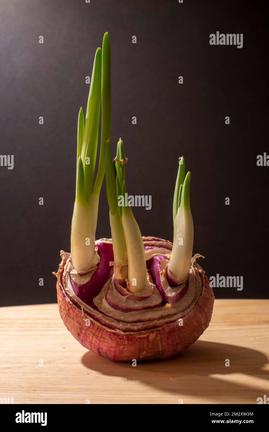 Sprouting onion (allium), vegetable onion, Germany Stock Photo - Alamy