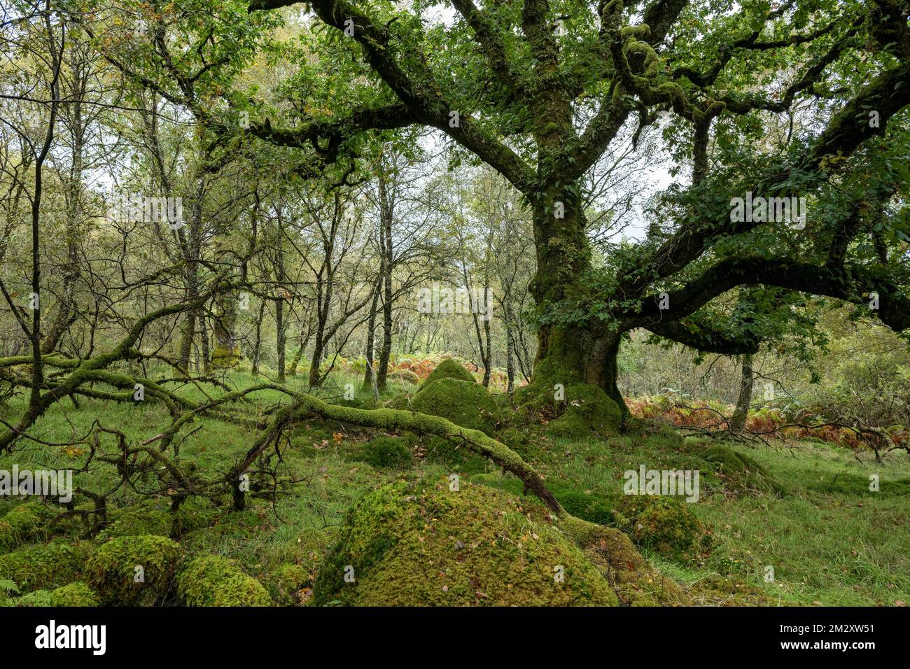 Oakwood, Ariundle Oakwood National Nature Reserve, Strontian, Scotland ...