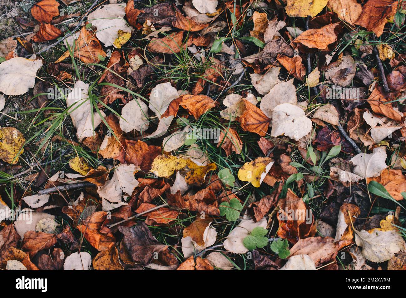 Autumn leaves texture for background. leaf background texture Stock ...