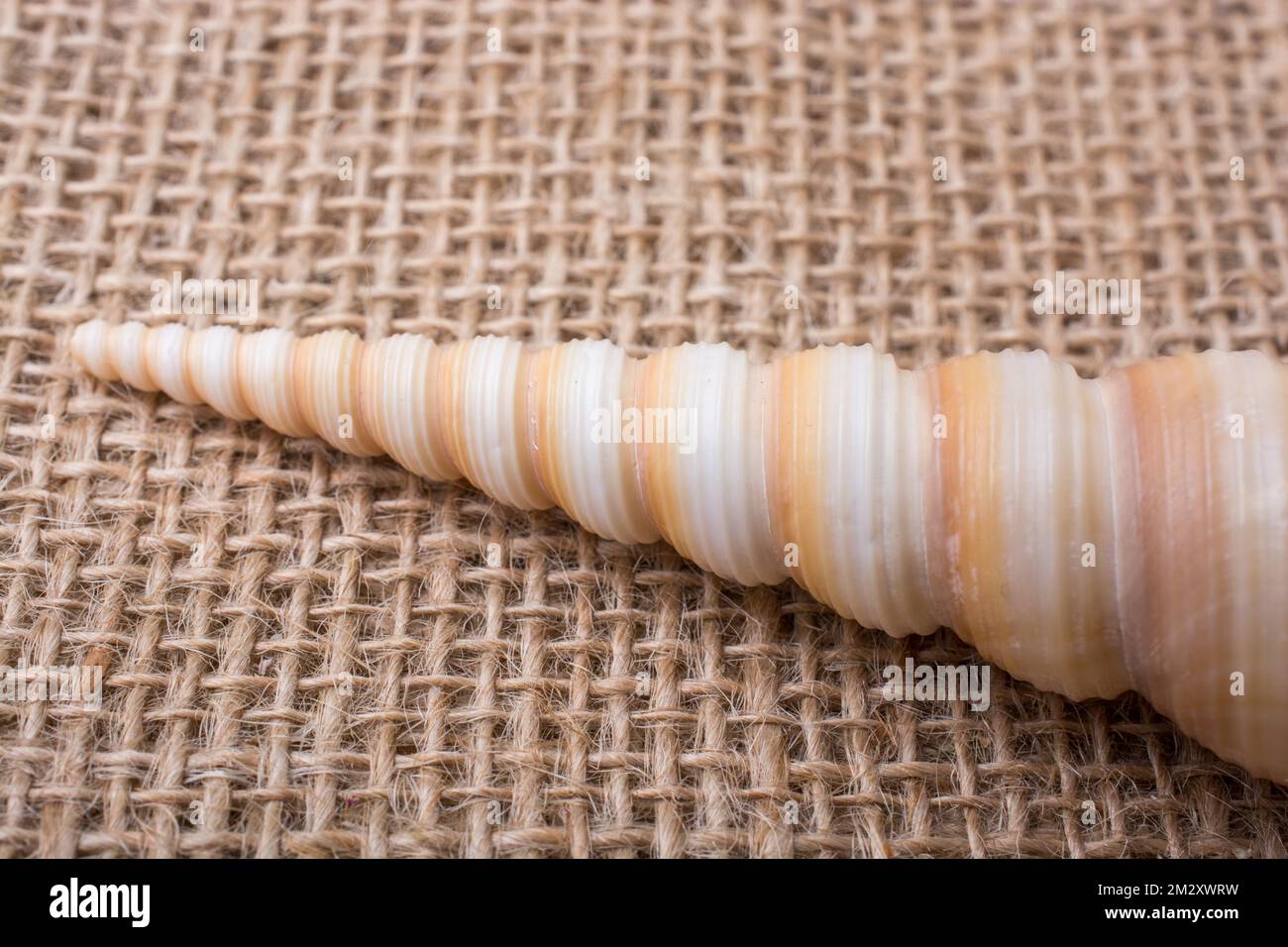 Beautiful seashell on the desk in biew Stock Photo - Alamy