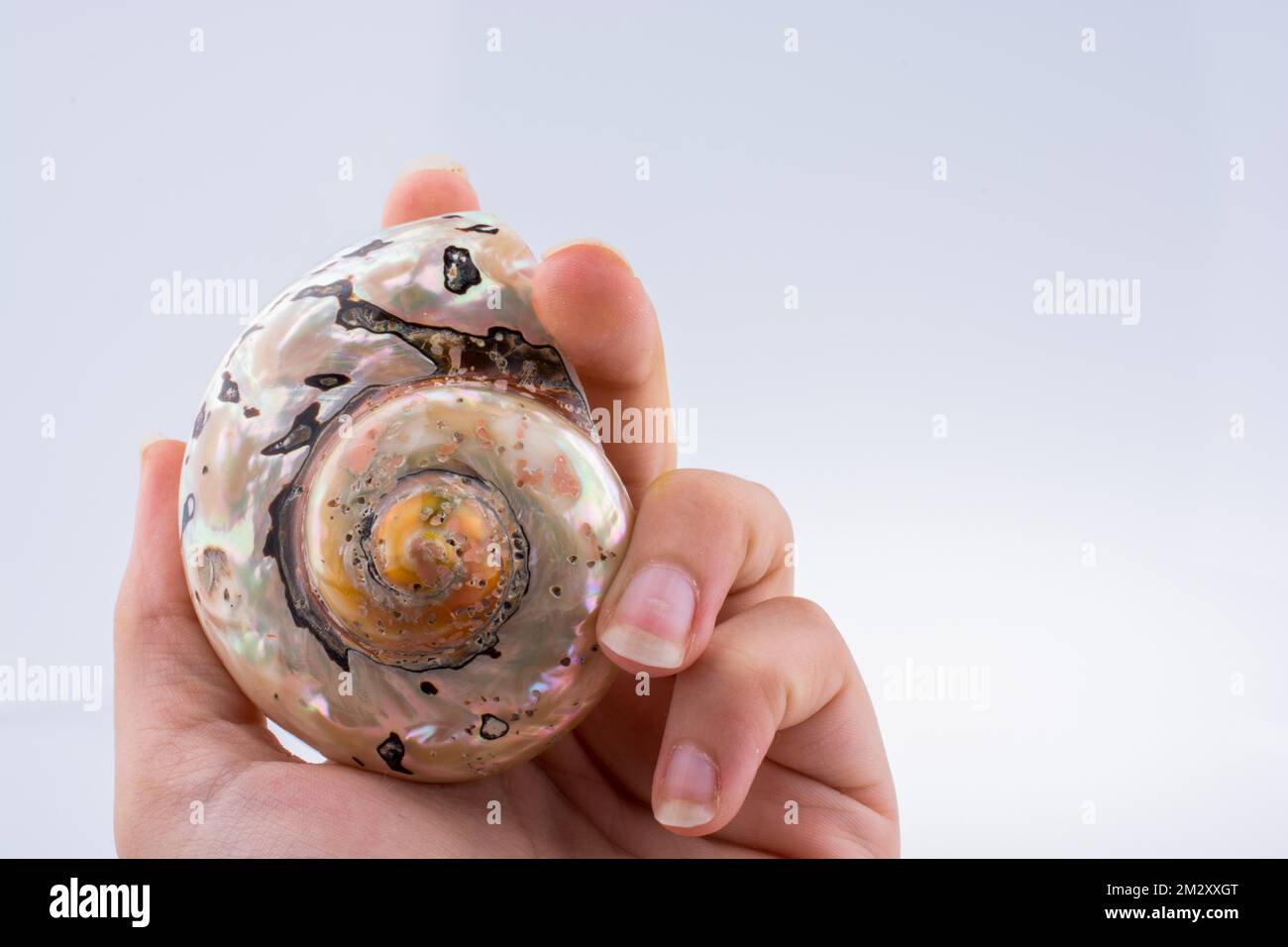 Hand holding various type of seashells in hand Stock Photo - Alamy