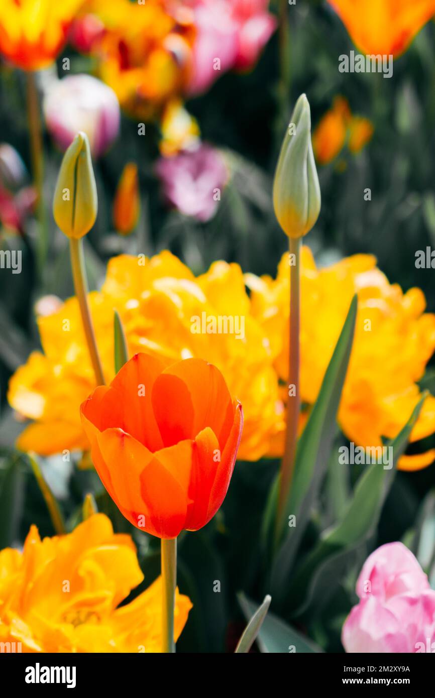 Beautiful tulips flower for postcard beauty concept design Stock Photo ...