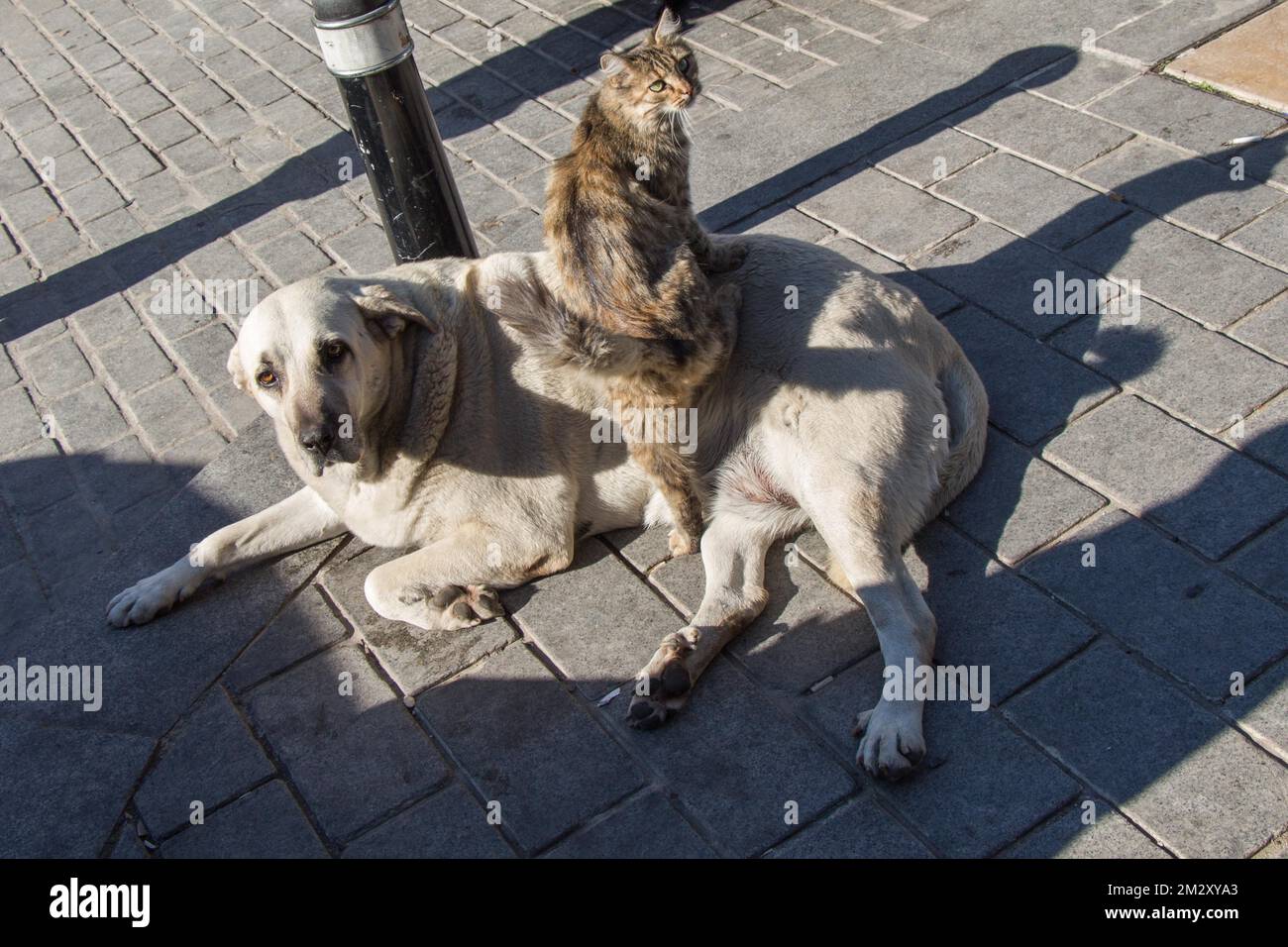 Stray cat seen in the street of the city Stock Photo - Alamy