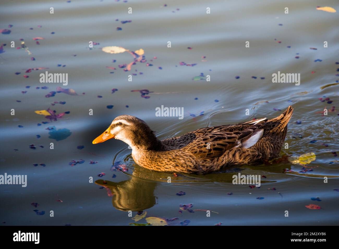 Lonely duck swimming in the middle of the pond Stock Photo - Alamy