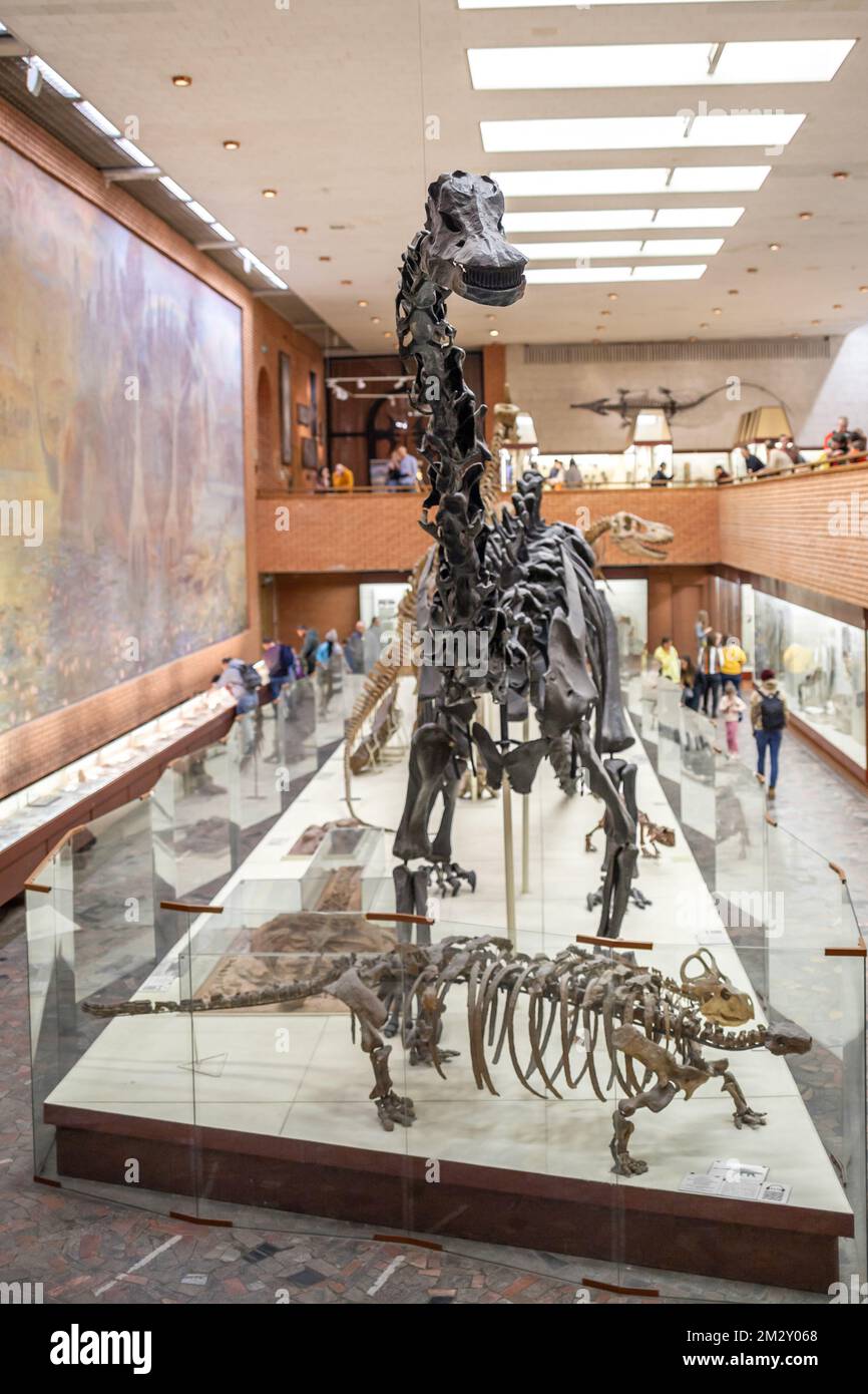 20.11. 2022, Moscow, Russia, Yu.A. Orlov Paleontological Museum ...