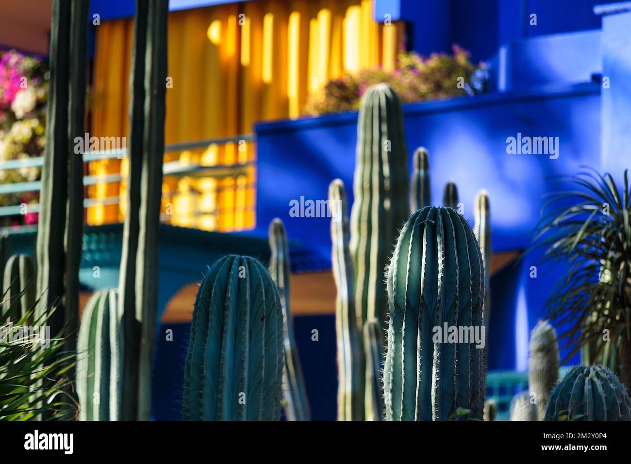 Cactus garden in front of blue house, botanical garden Jardin Majorelle ...