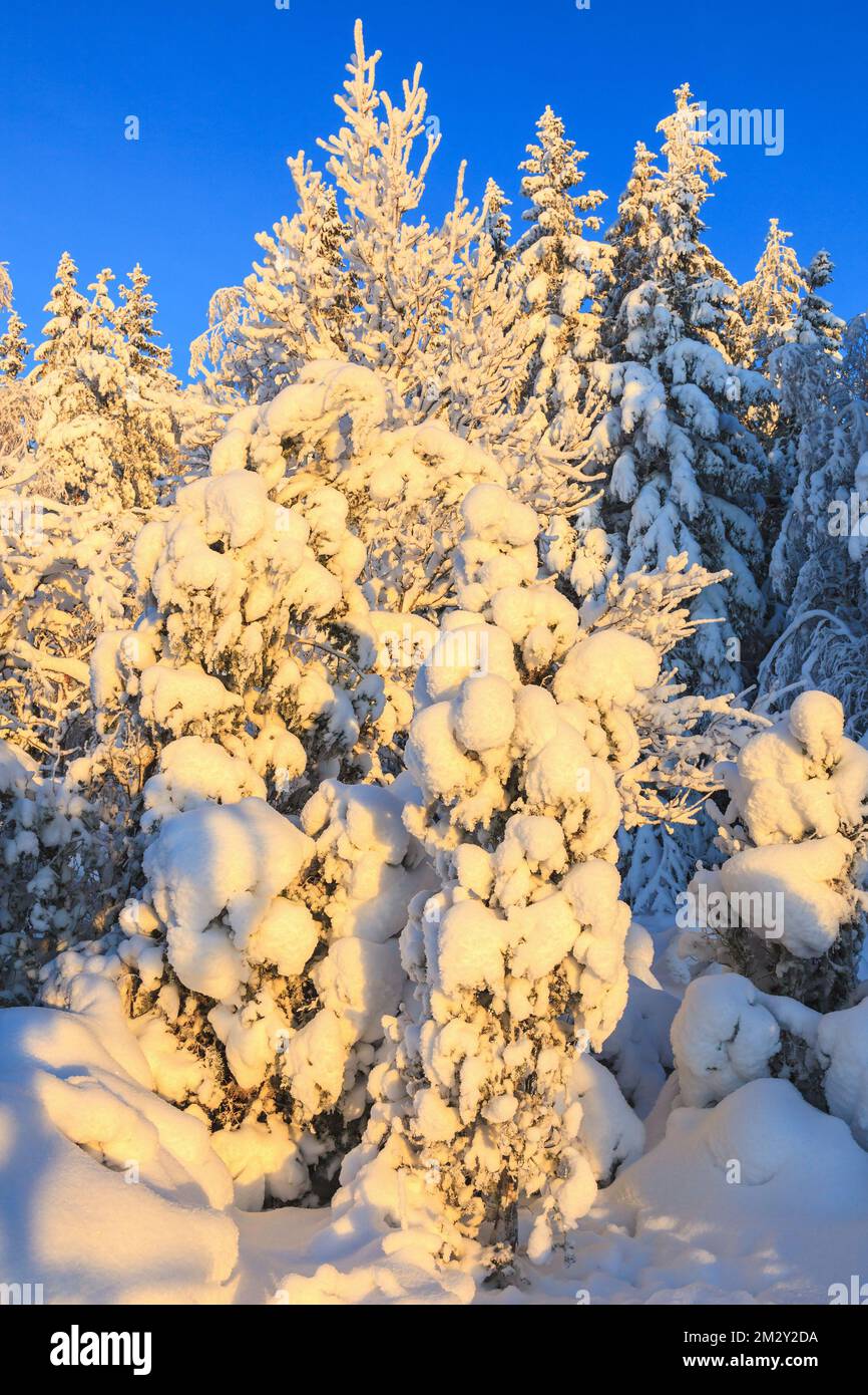 Juniper trees covered in snow hi-res stock photography and images - Alamy