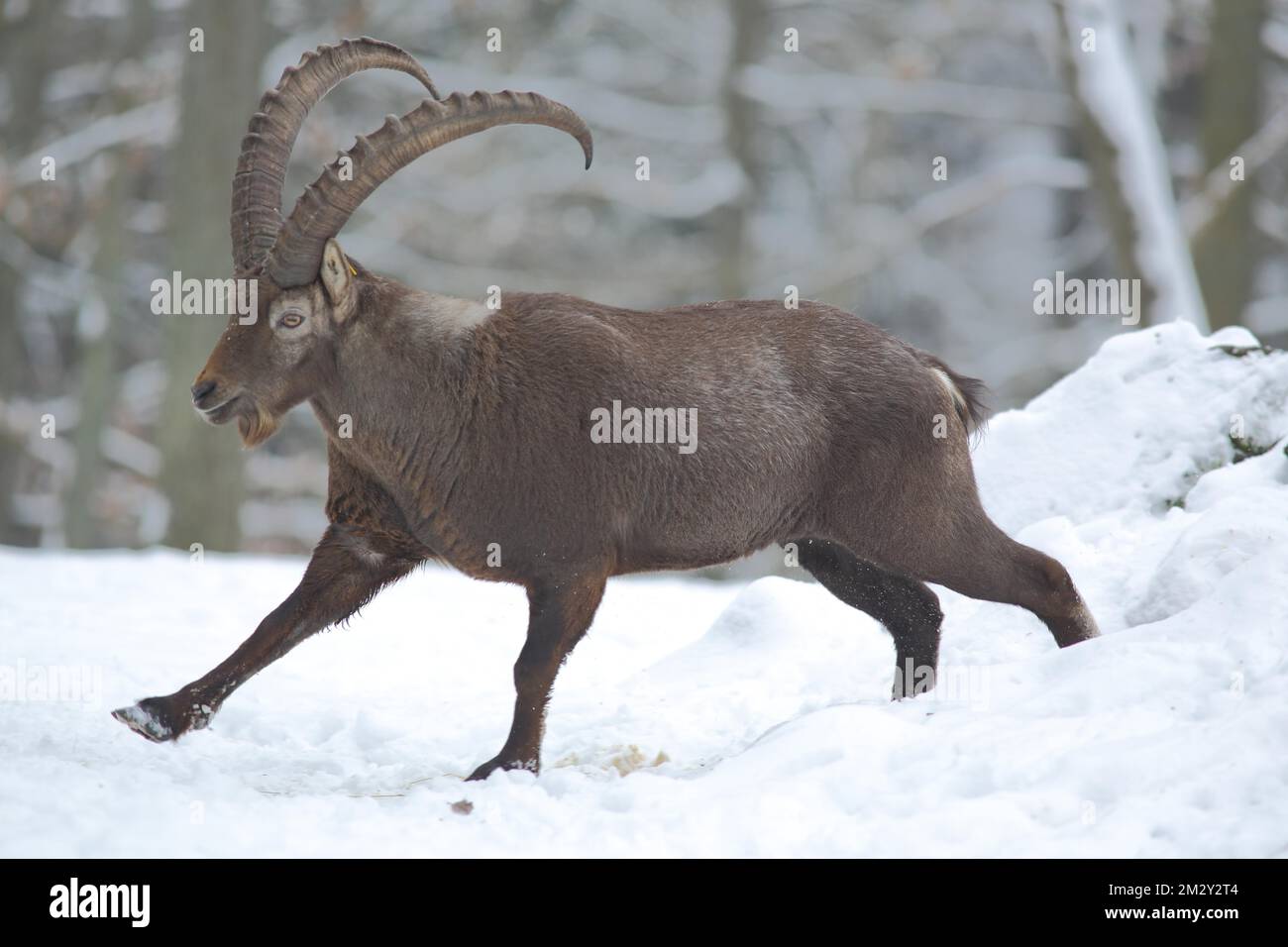 Alpine run hi-res stock photography and images - Alamy