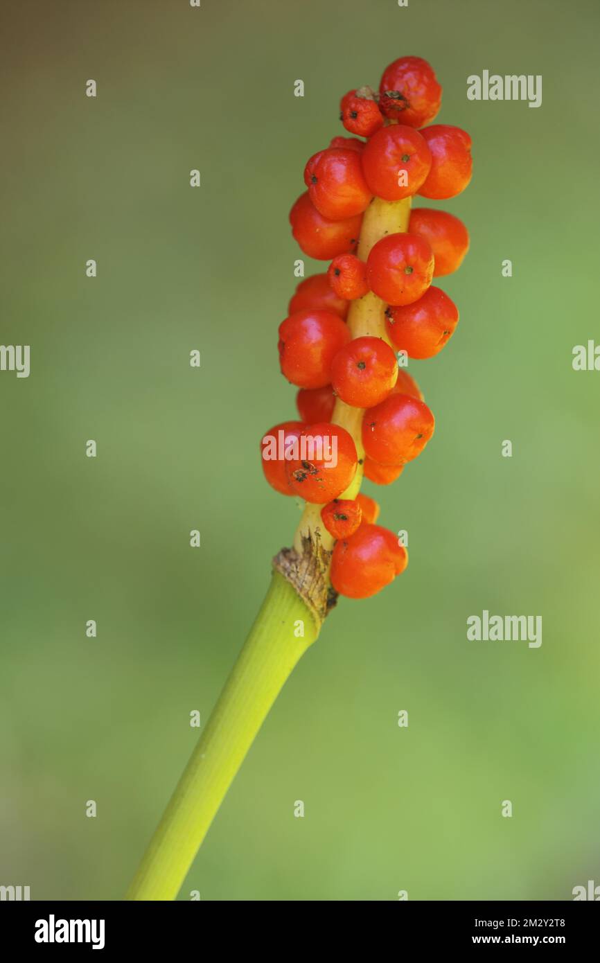 Common arum (Arum maculatum), fruits, red, berries, stem, Weilrod ...