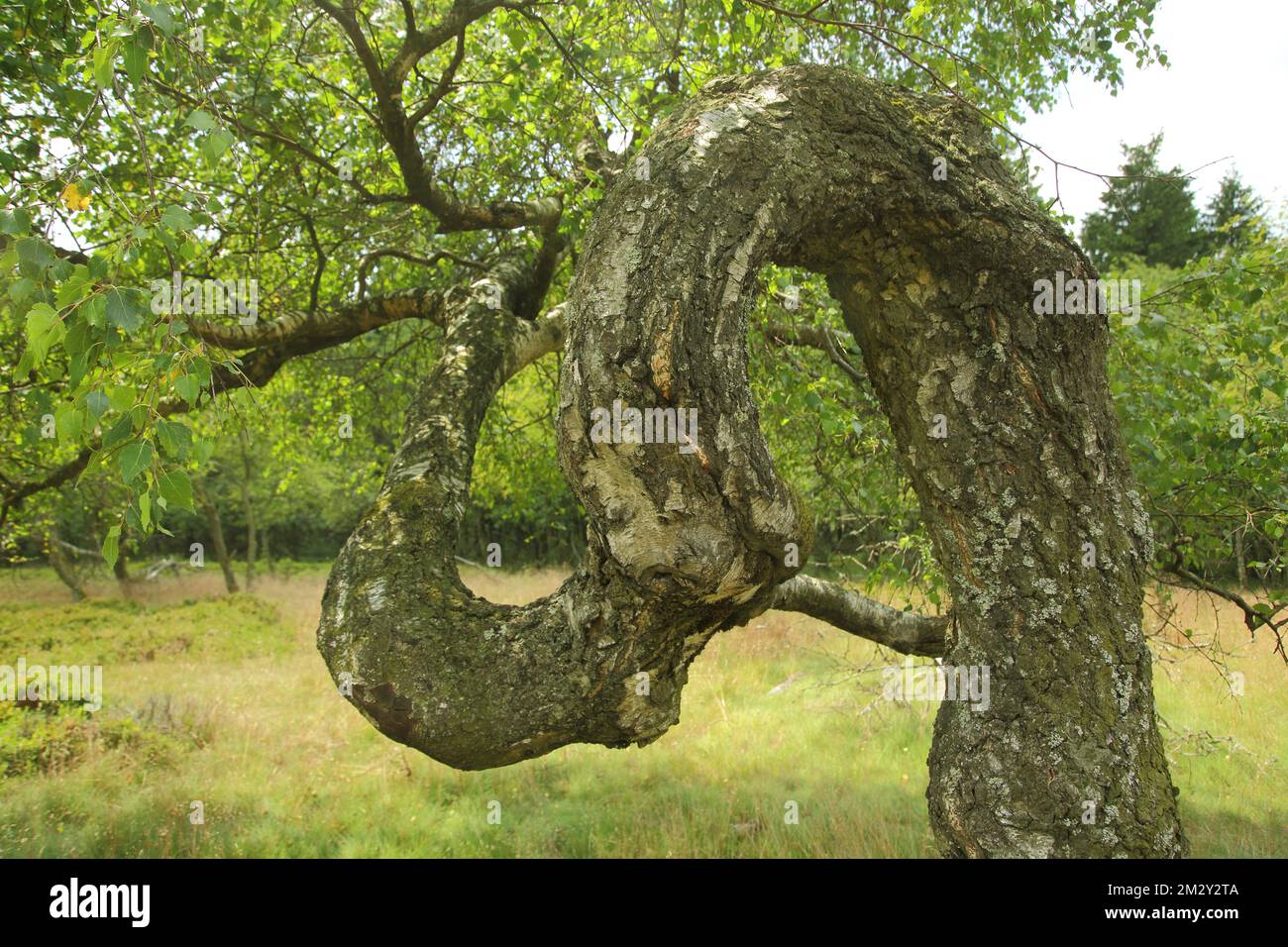 Sunbeams through hanging birch (Betula pendula) with backlight, birch ...