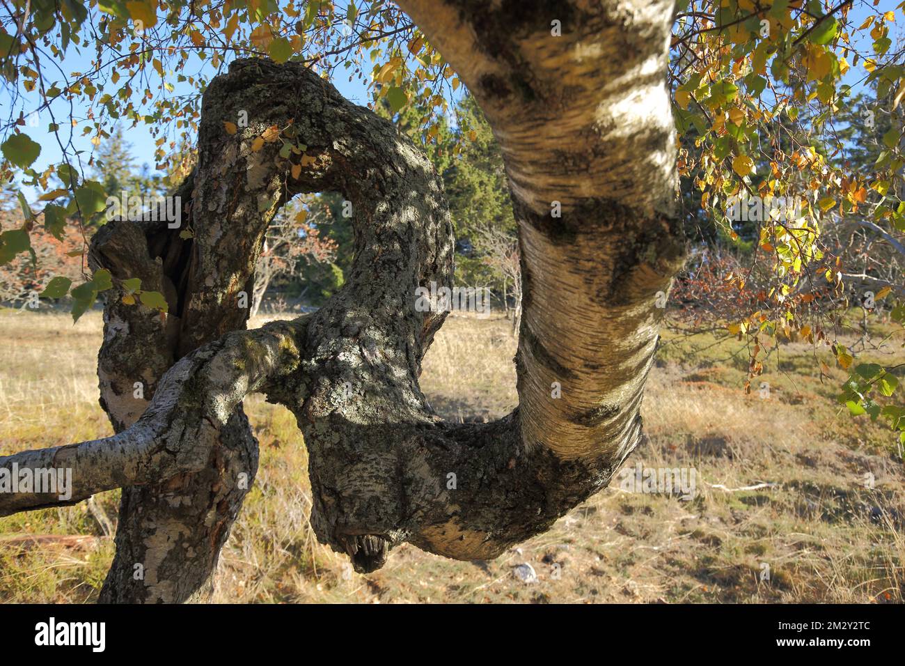 Sunbeams through hanging birch (Betula pendula) with backlight, birch ...