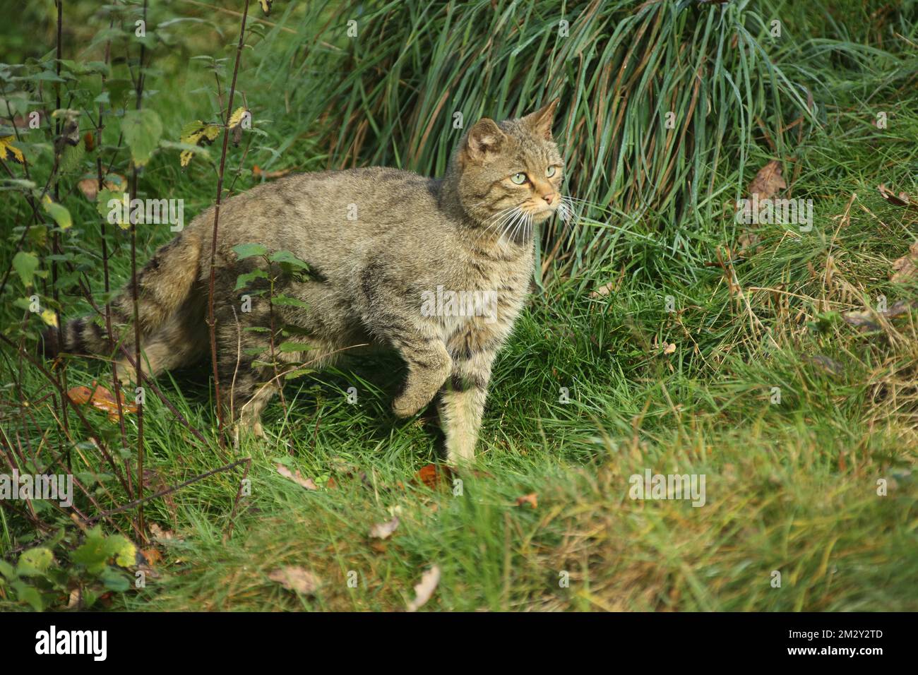 Predator gaze hi-res stock photography and images - Alamy