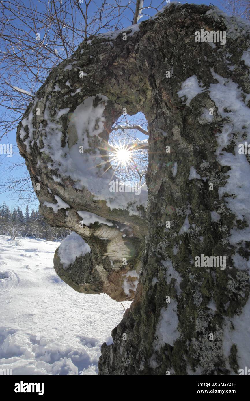 Sunbeams through warty birch (Betula pendula) with backlight, tree ...