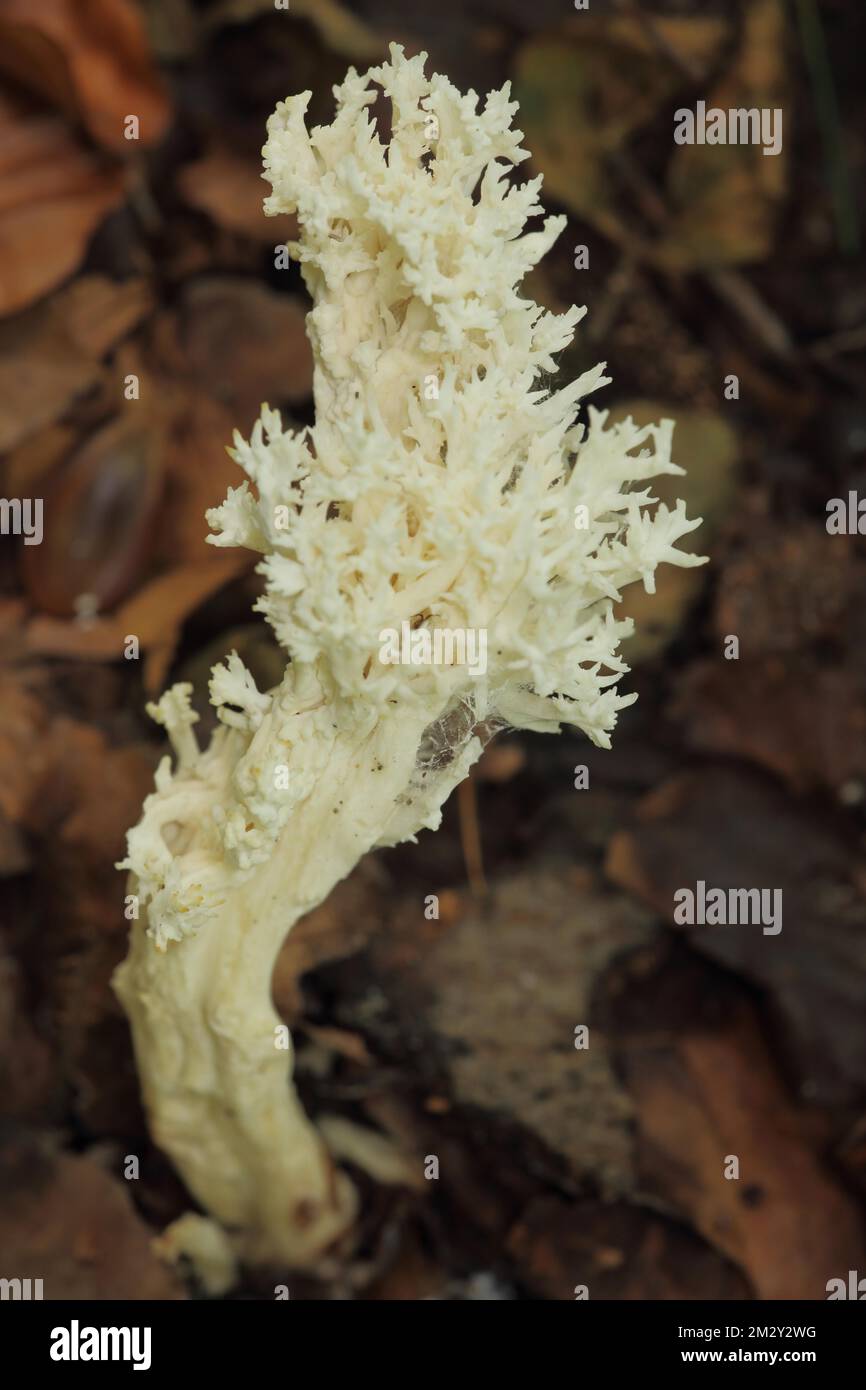 Inguinal fungi hi-res stock photography and images - Alamy