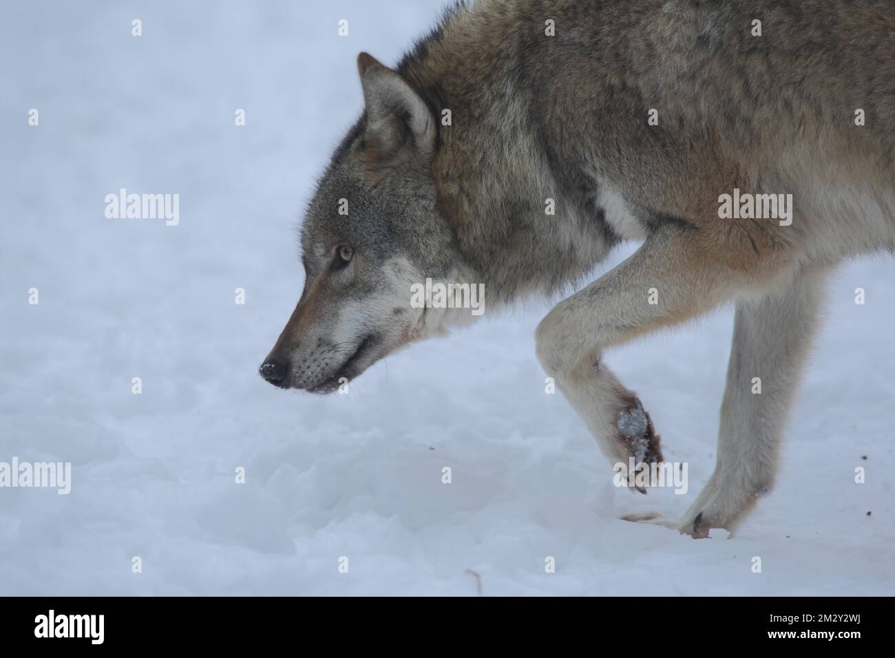 Gray wolf (Canis lupus), portrait, snow, winter, leg, movement, paw ...