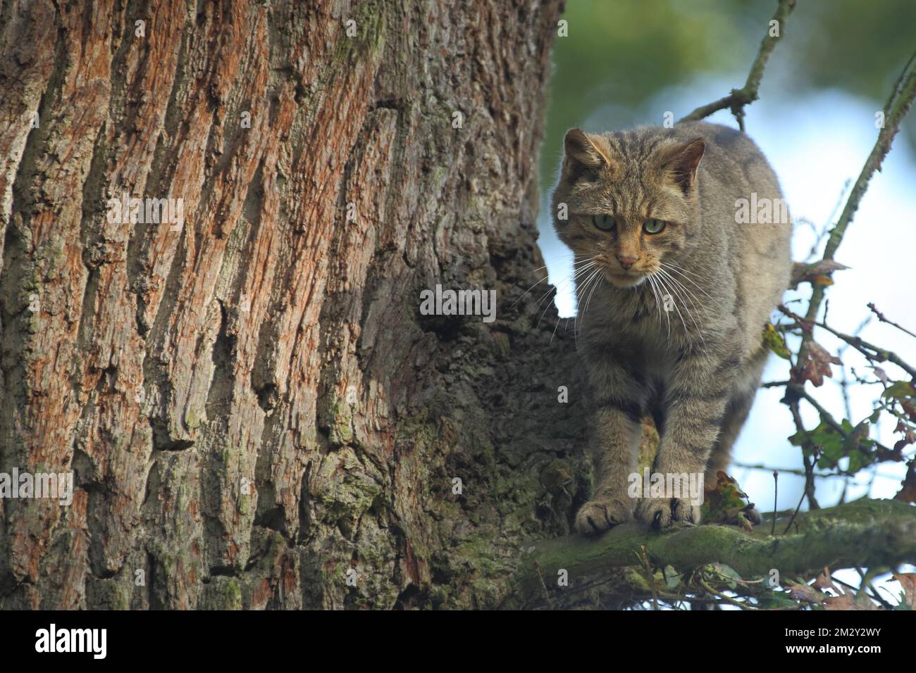 Wildcat (Felis silvestris), tree trunk, branch, climbing, captive Stock ...