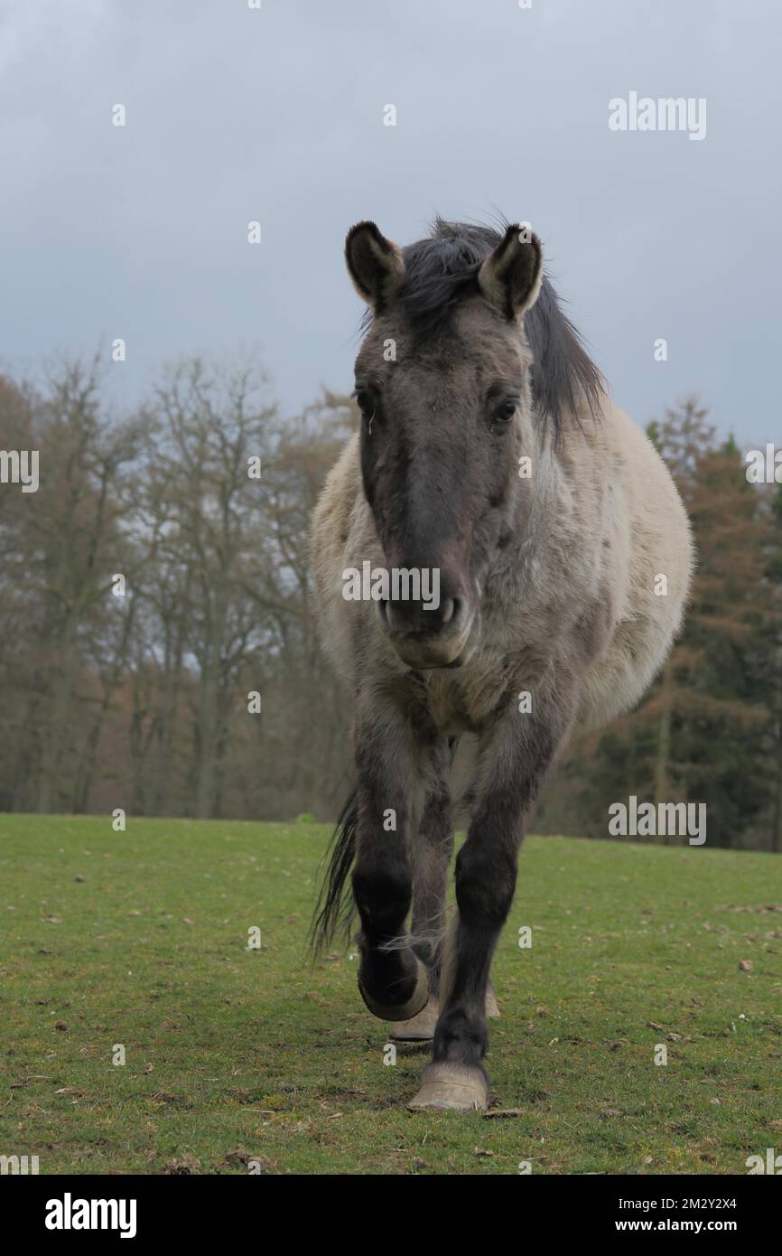 Tarpan (Equus ferus ferus), frontal, in Gefangenschaft Stock Photo - Alamy