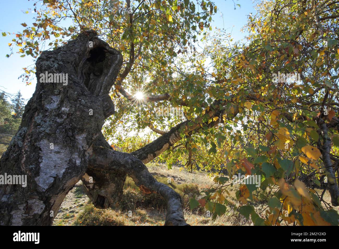 Bent beam hi-res stock photography and images - Alamy