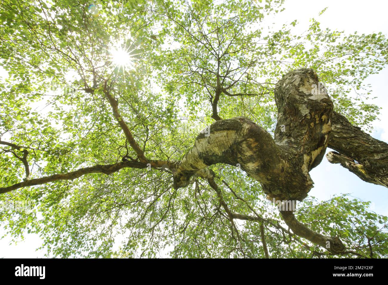 Sunbeams through hanging birch (Betula pendula) with backlight, birch ...