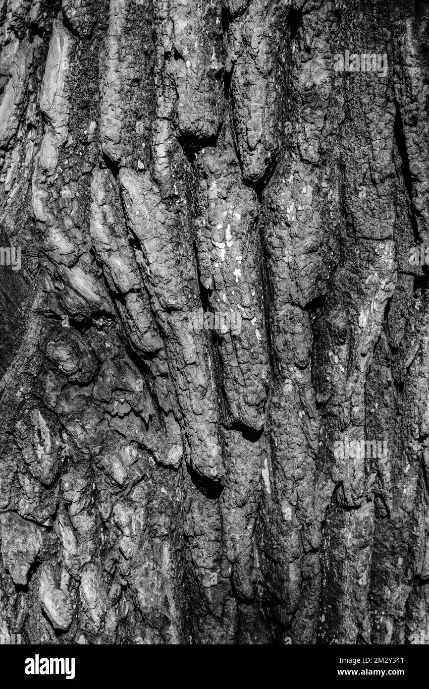 Thick wood Black and White Stock Photos & Images - Alamy