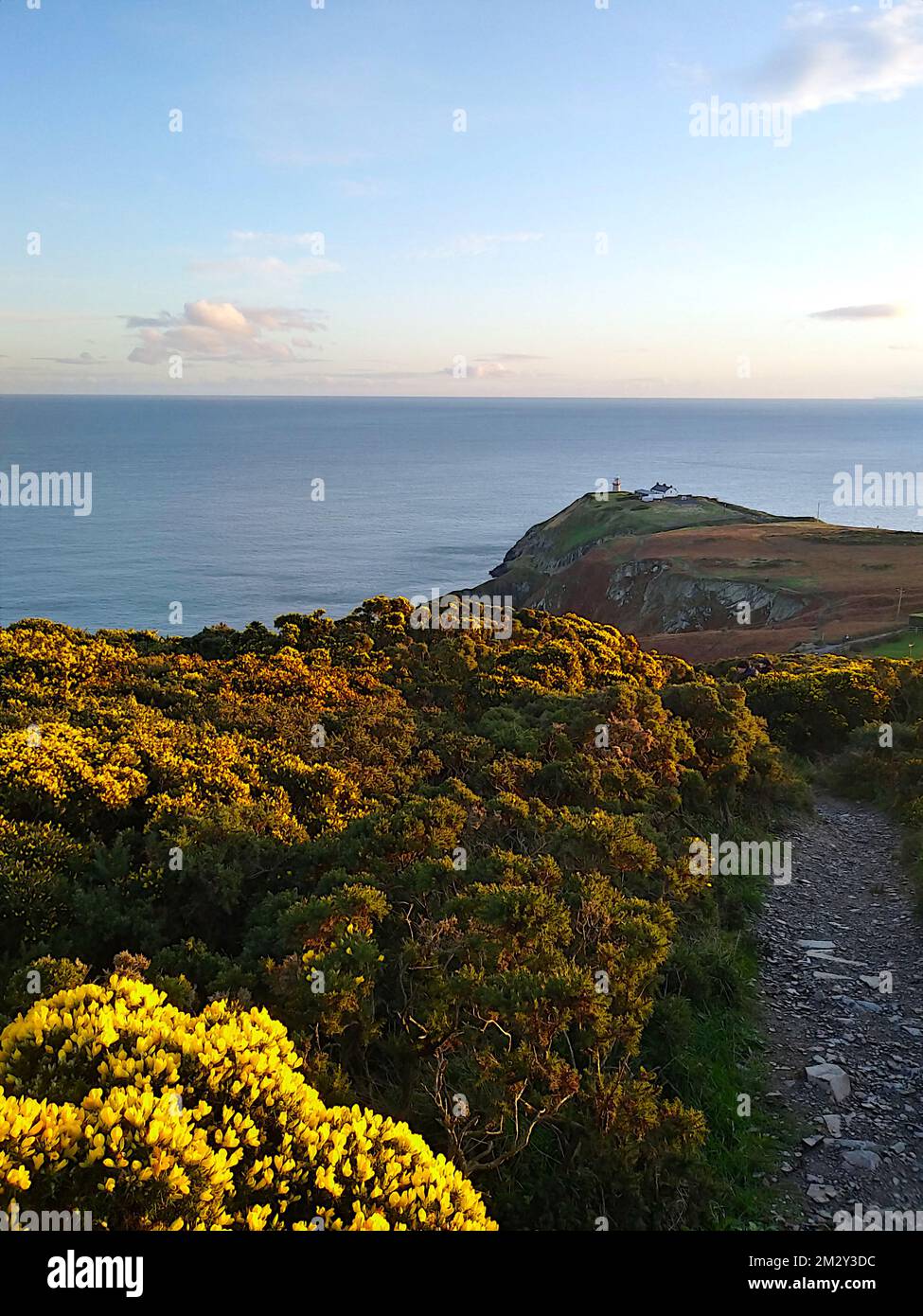 At the Cliffs of Howth in Ireland. the picture shows a beautiful spring ...