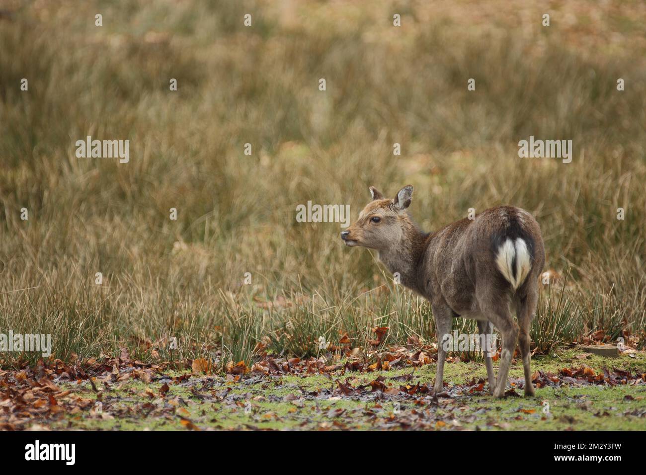 Sika deer (Cervus nippon), female, rear, rump, captive Stock Photo - Alamy